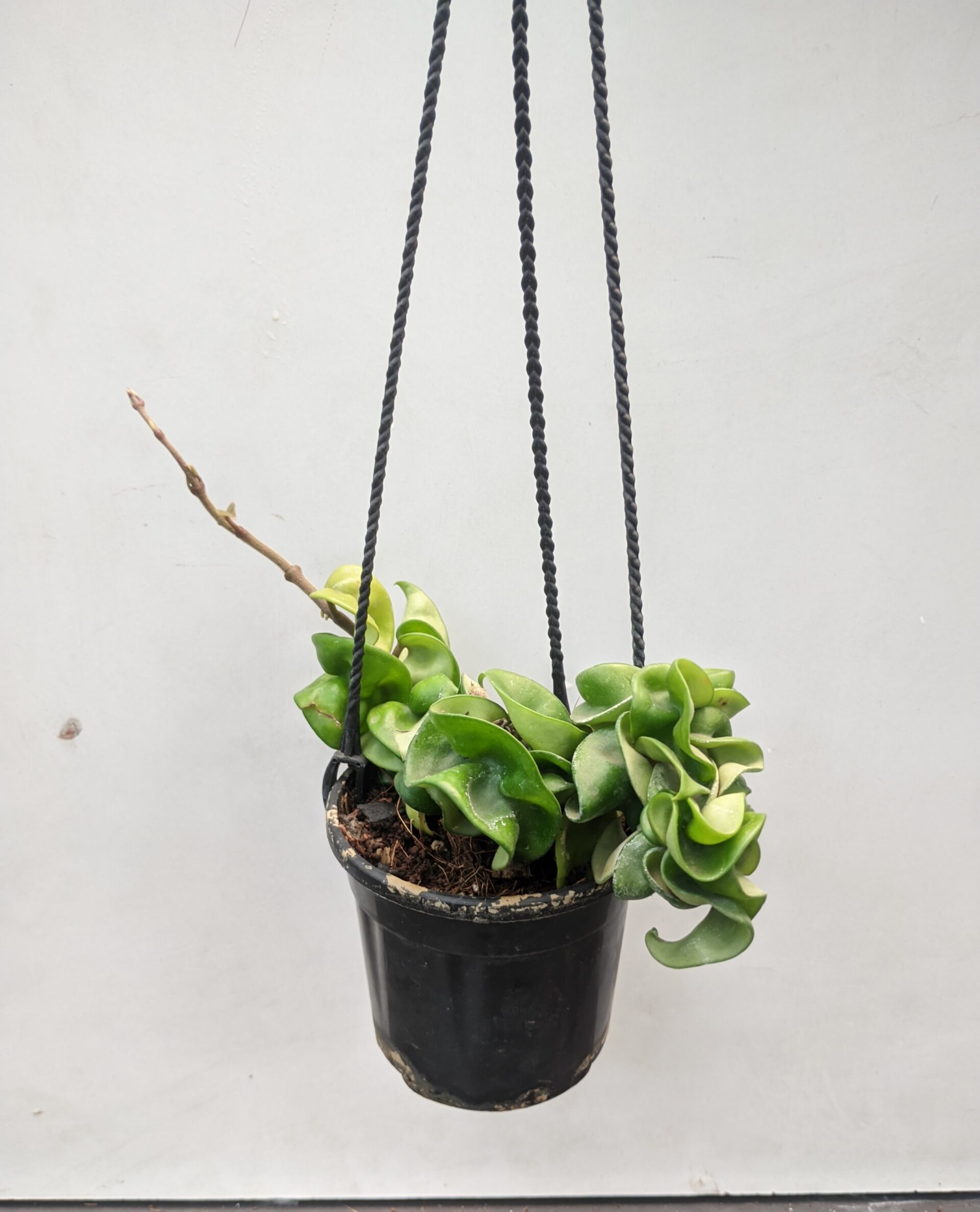 Hindu hoya rope – Merry green