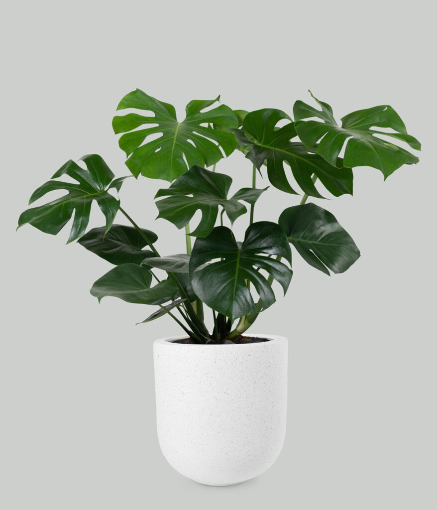Merry green – Your garden buddy