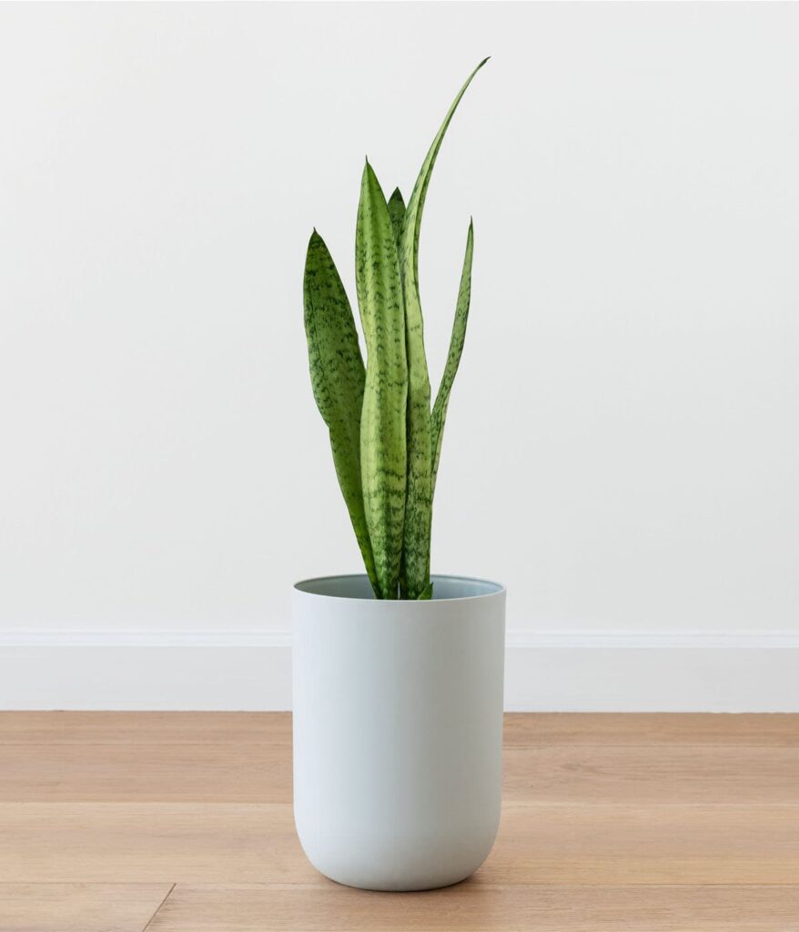 Merry green – Your garden buddy