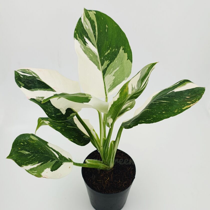 Merry green – Your garden buddy