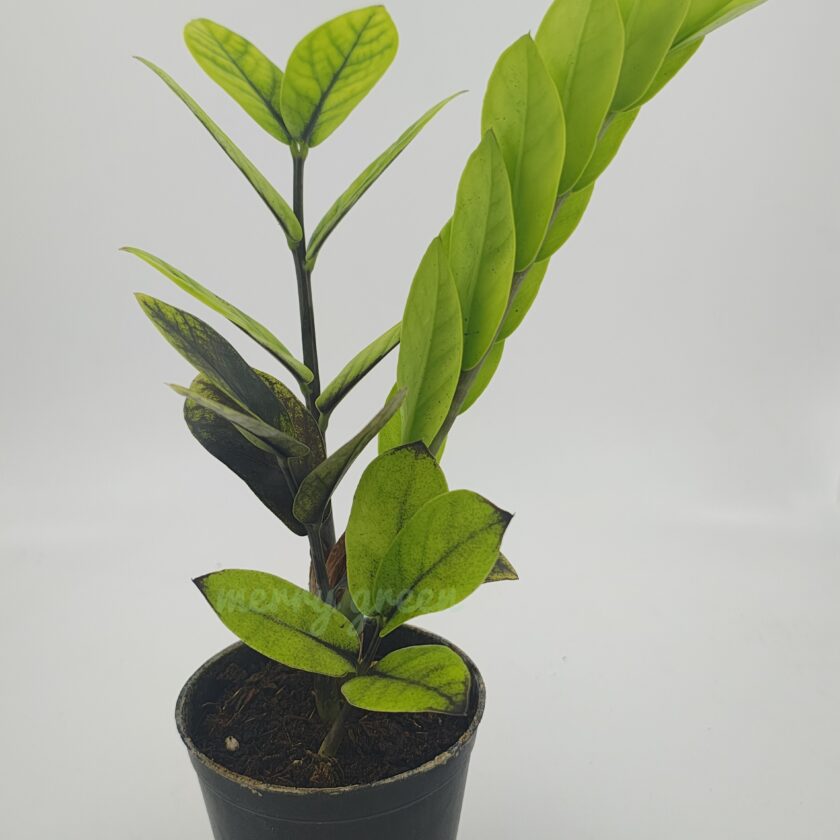 Merry green – Your garden buddy