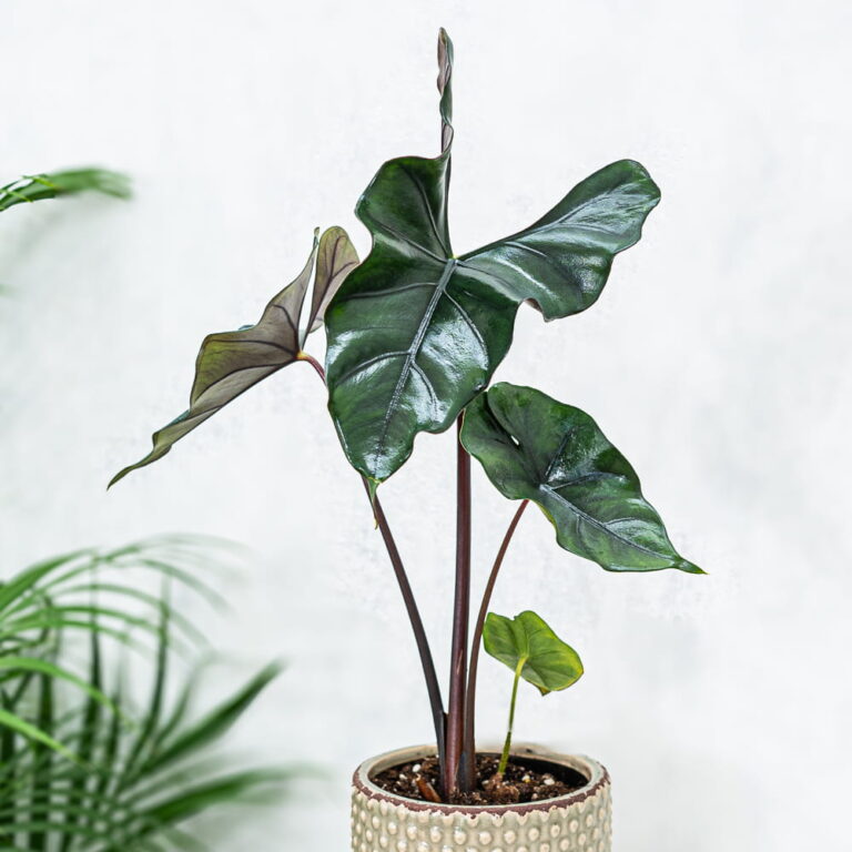 Merry green – Your garden buddy